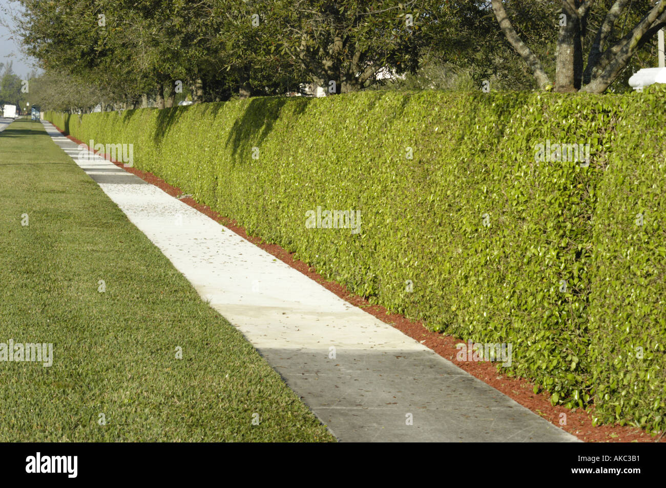 Long sidewalk with hedge South Florida Stock Photo - Alamy