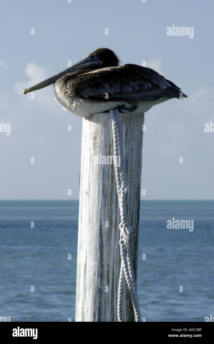 Pelican on piling hi-res stock photography and images - Alamy