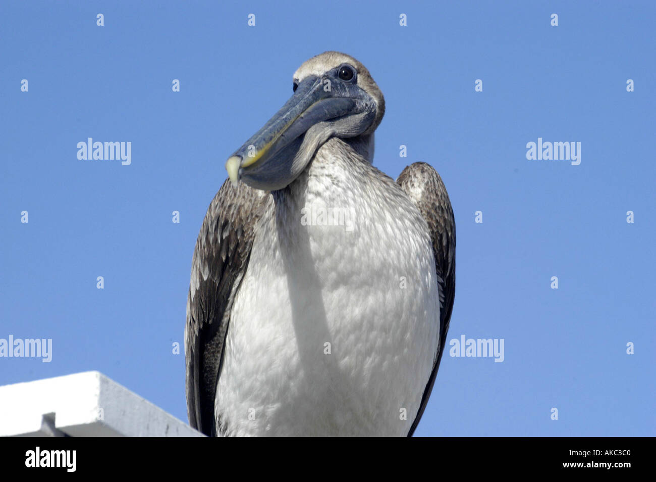 Front view of pelican Stock Photo - Alamy