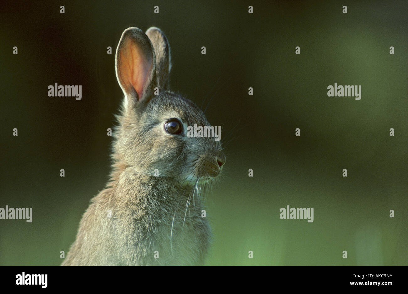 European Common rabbit Oryctolagus cuniculus Kent England Spring Stock ...