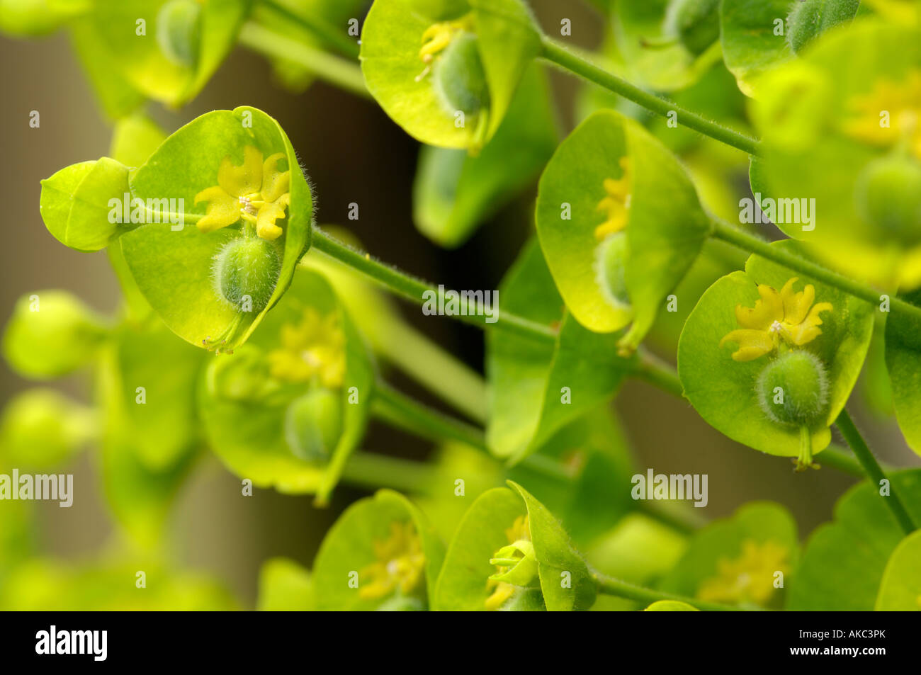 Growing spurges hi-res stock photography and images - Alamy