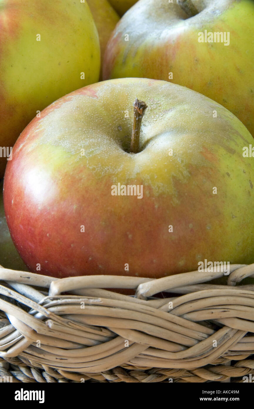 Blenheim Orange Apples in an old basket Stock Photo - Alamy