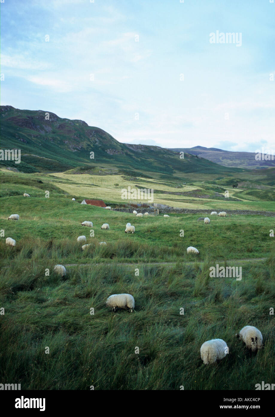 Sheep In The The Scottish Highlands In Perthshire Stock Photo - Alamy
