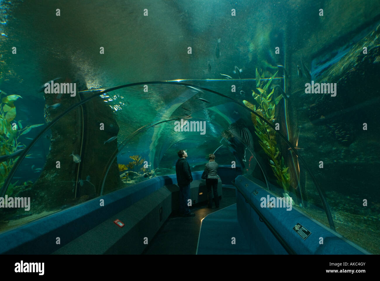 A Family looking at the fish swimming over head Napier Aquarium, Napier ...