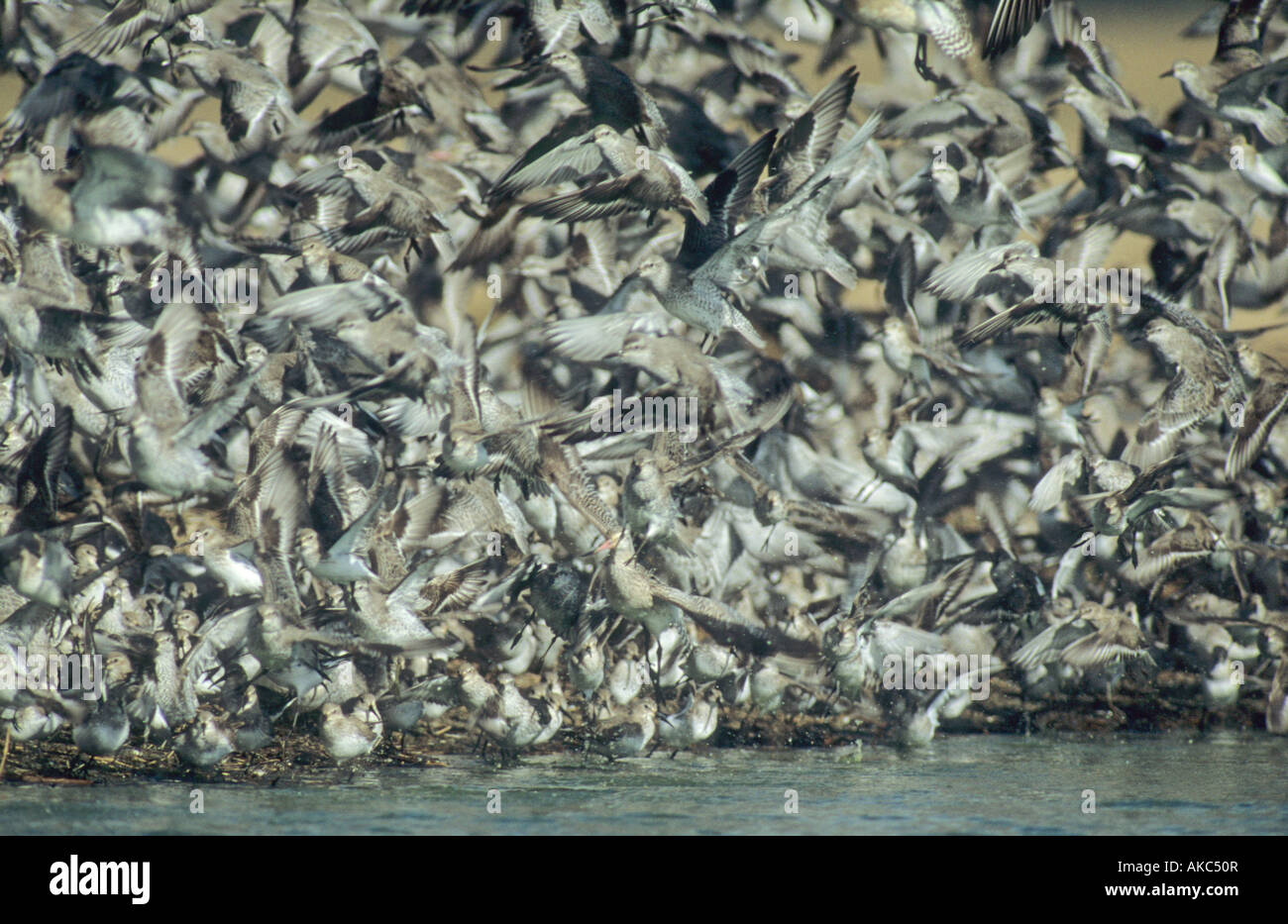 Waders lifting from roost including Knot and Dunlin Kent England Winter ...