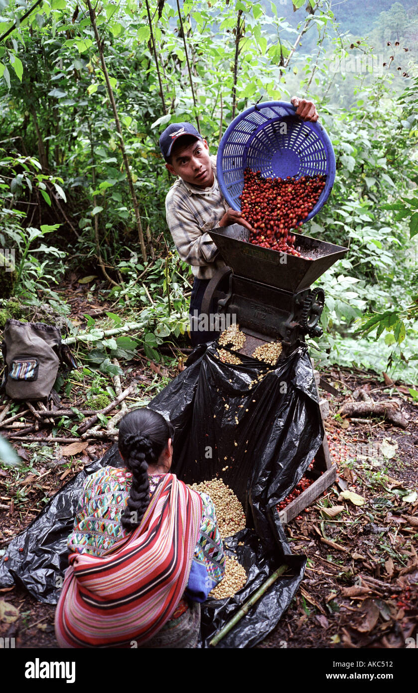 Coffee depulping hi-res stock photography and images - Alamy