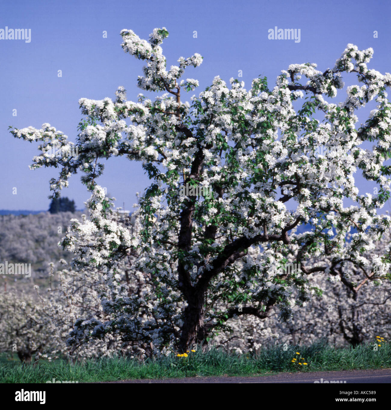 Hood River Valley of Oregon showing a cherry tree in full Spring bloom ...