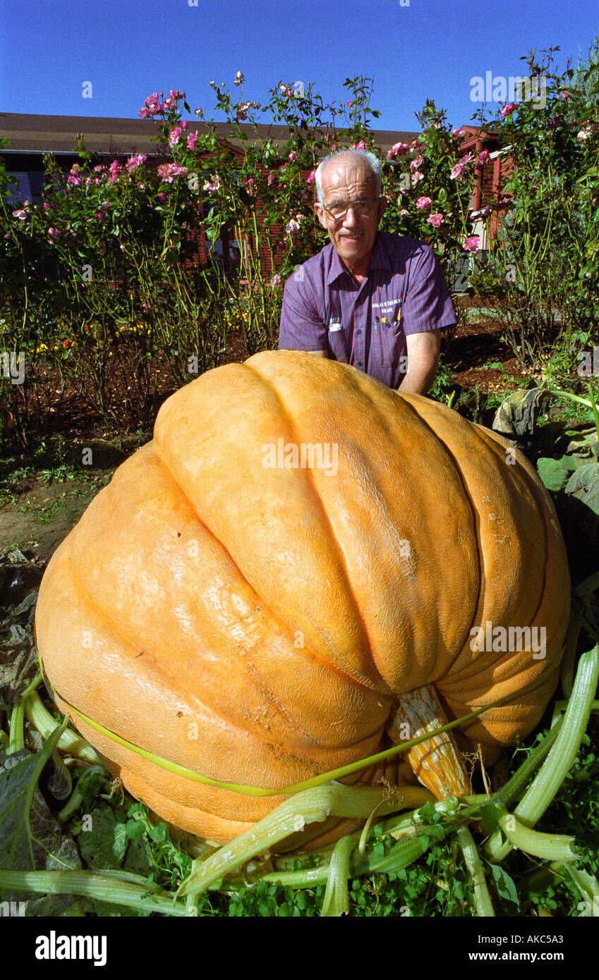 Man in garden with giant pumpkin Stock Photo - Alamy