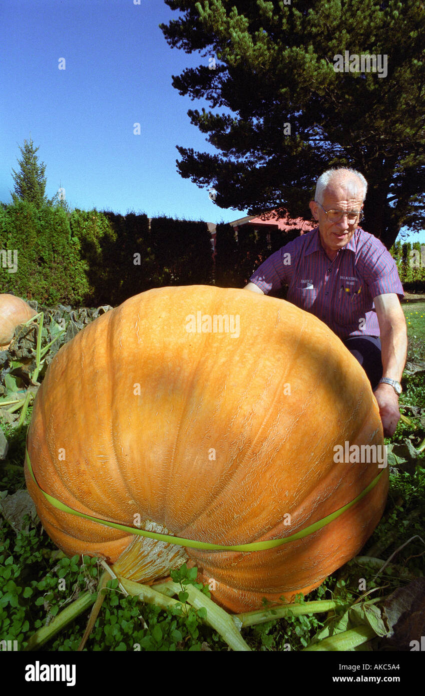 Man in garden measuring giant pumpkin Stock Photo - Alamy