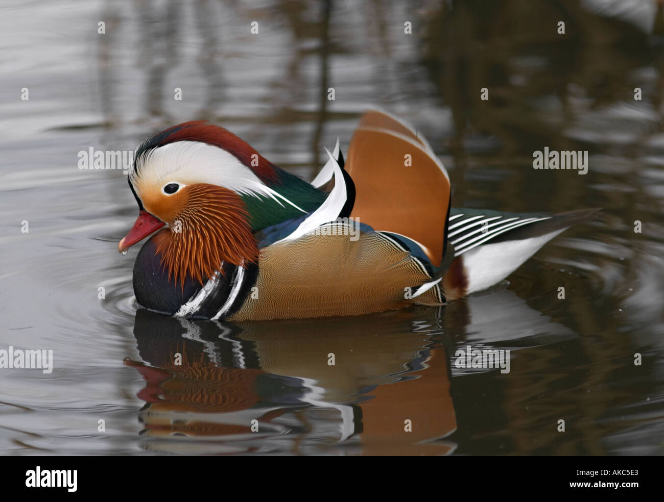 British feral duck hi-res stock photography and images - Alamy