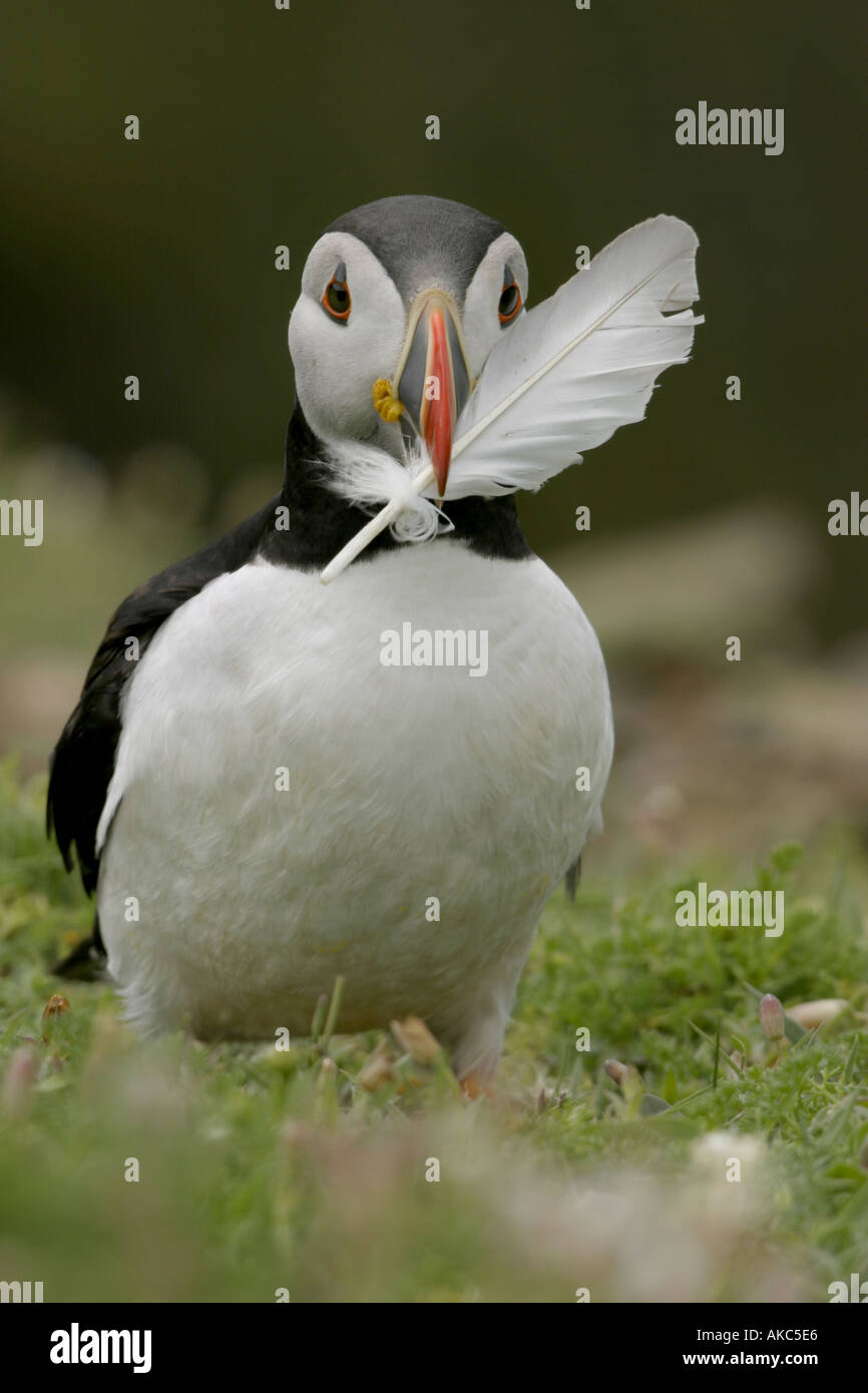 Atlantic Puffin holding feather Stock Photo - Alamy