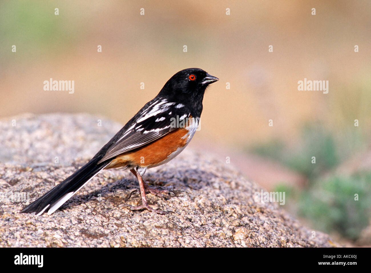 North american towhees hi-res stock photography and images - Alamy