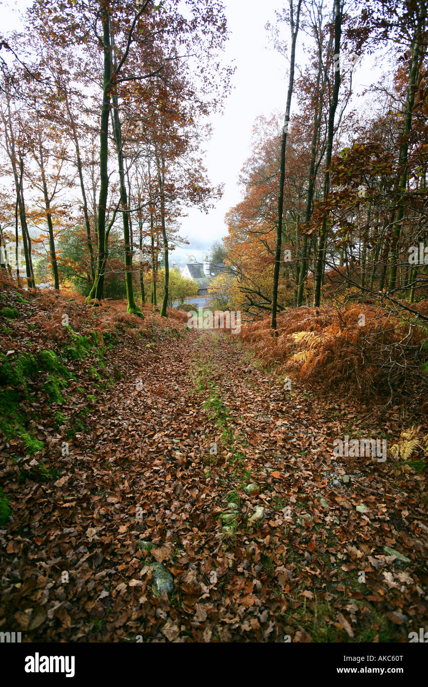 A woodland walk in Autumn Clappersgate Ambleside "Lake District ...