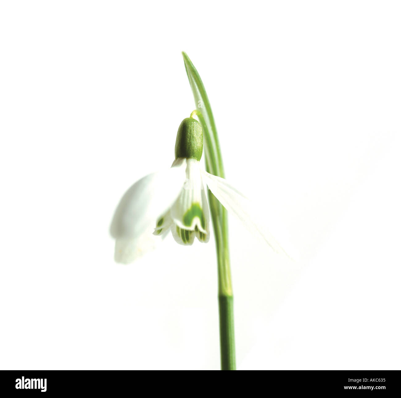 Snowdrop flowering Cut Out Stock Images & Pictures - Alamy
