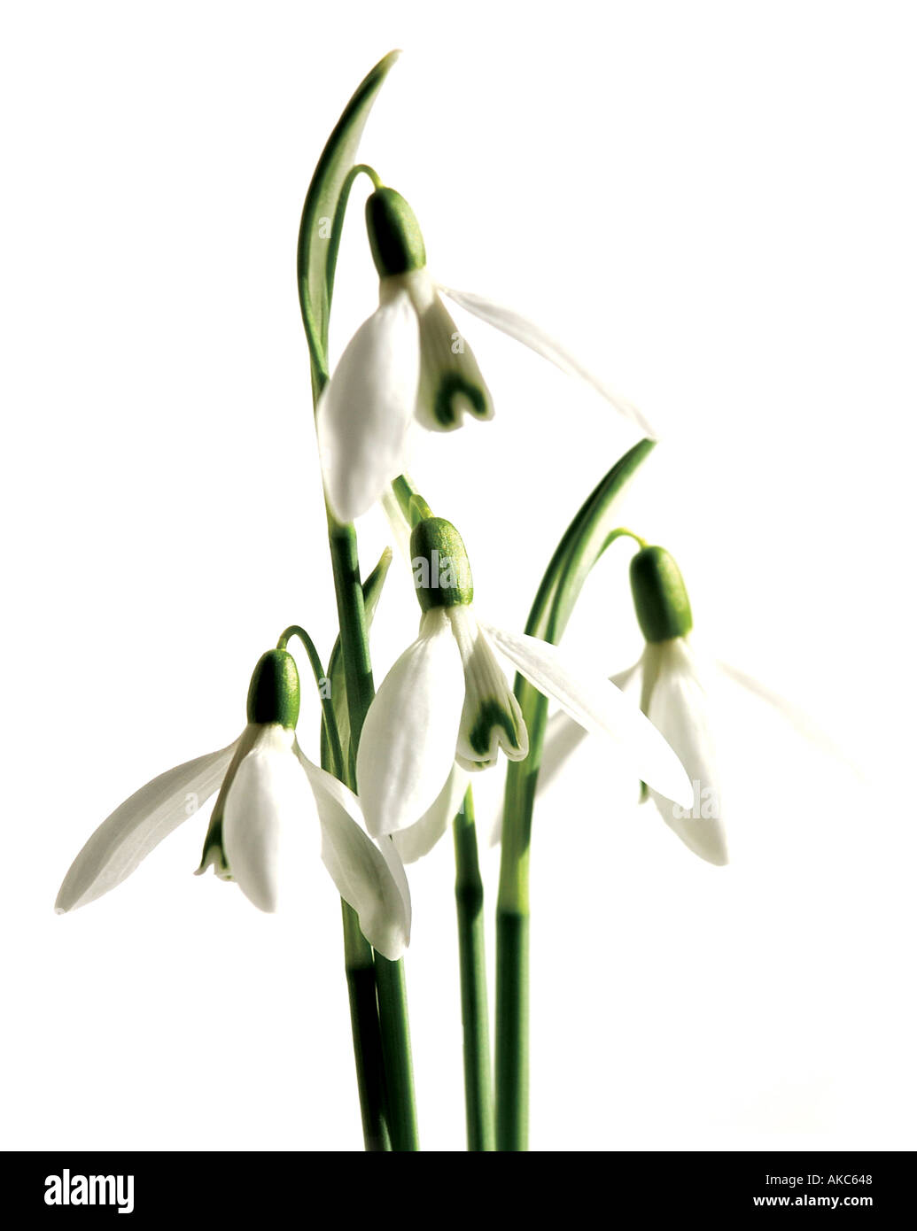 English snowdrops Cut Out Stock Images & Pictures - Alamy