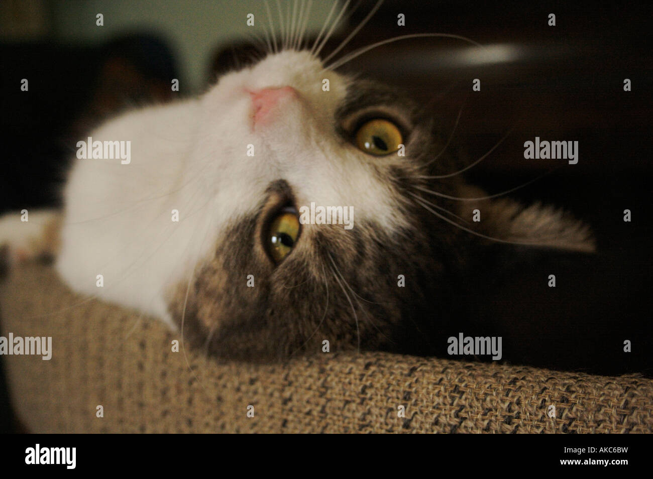 Cat cheeky hi-res stock photography and images - Alamy