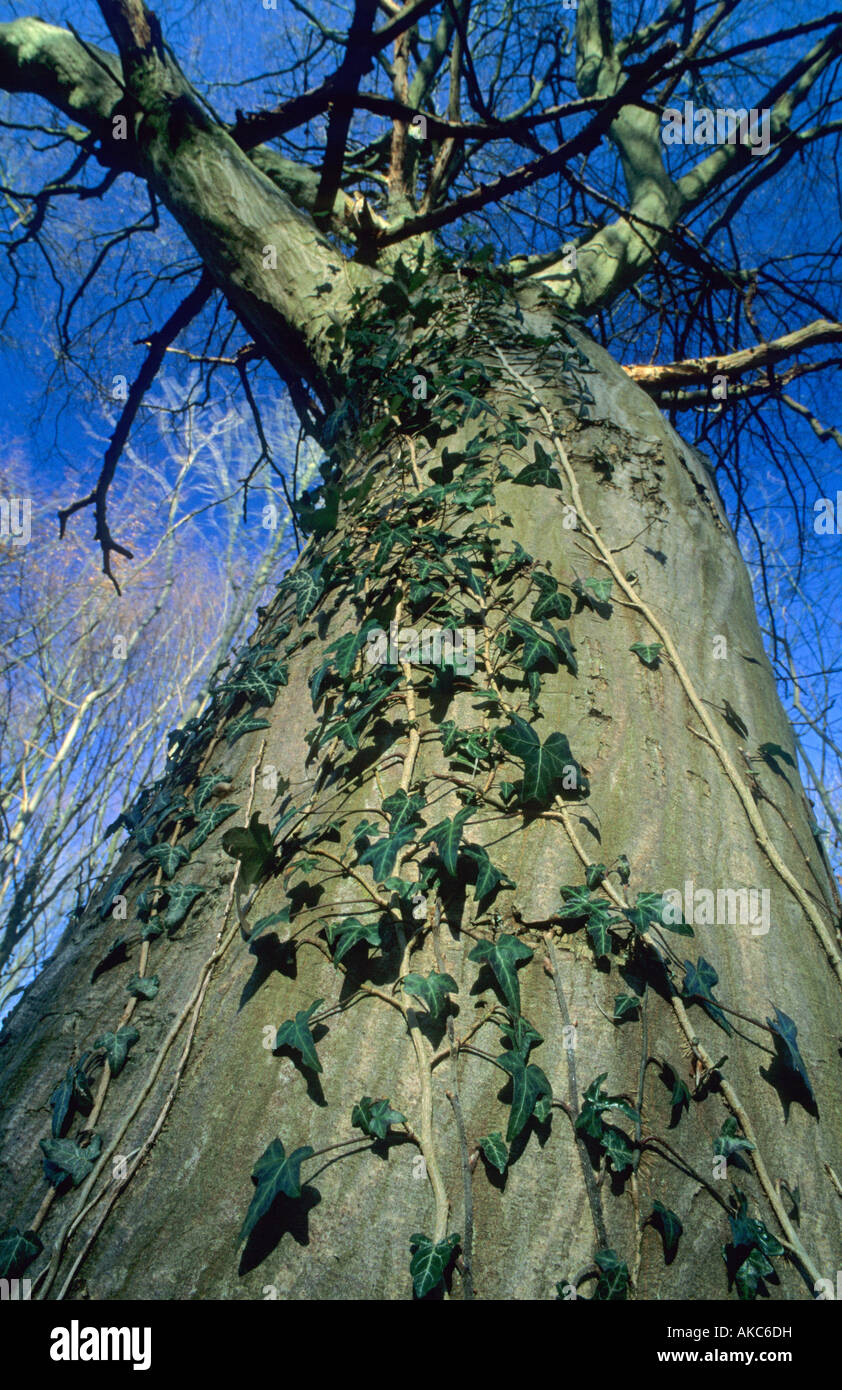 Common ivy growing up oak tree Kent England Summer Stock Photo - Alamy