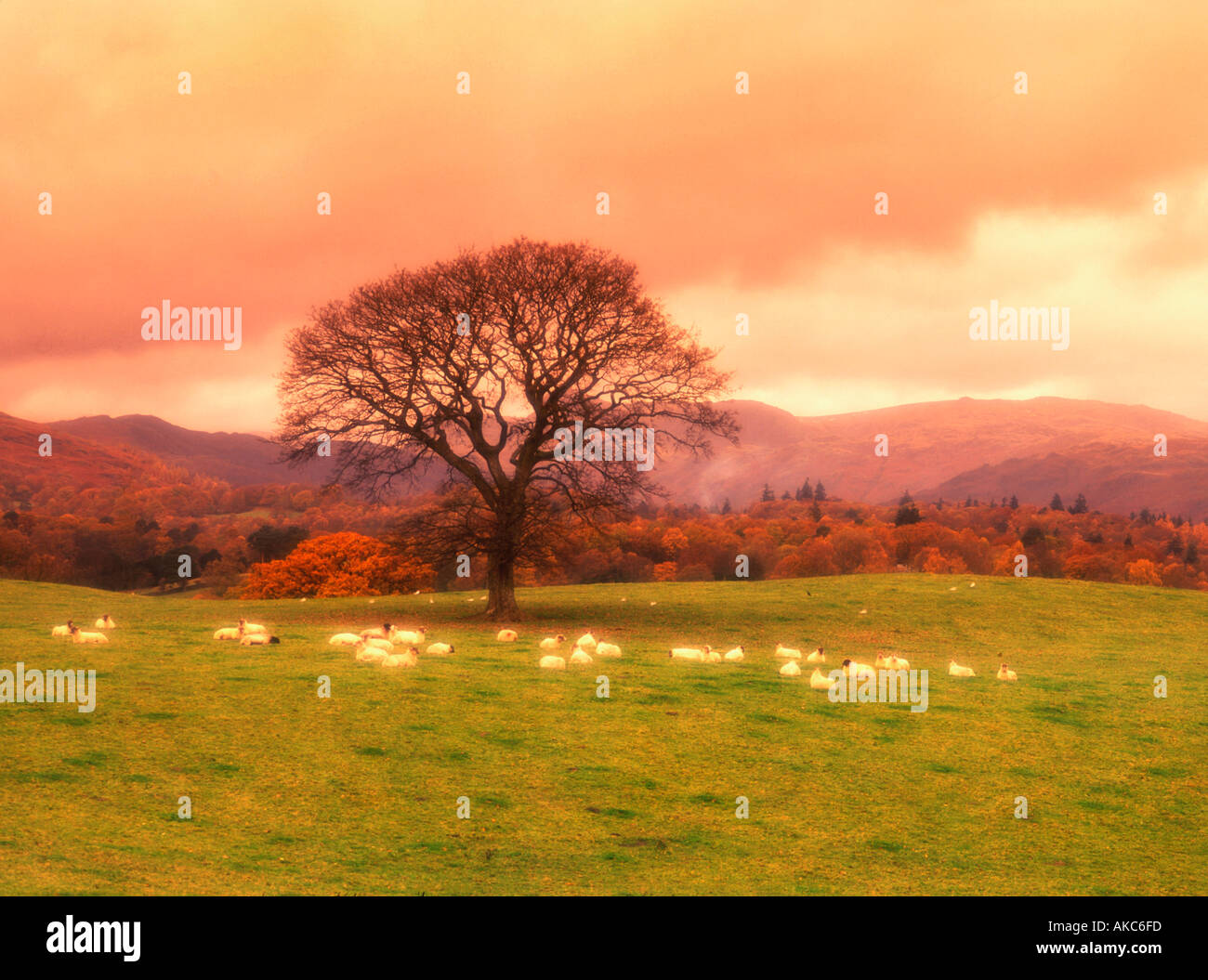 Landscape with trees and sheep hi-res stock photography and images - Alamy