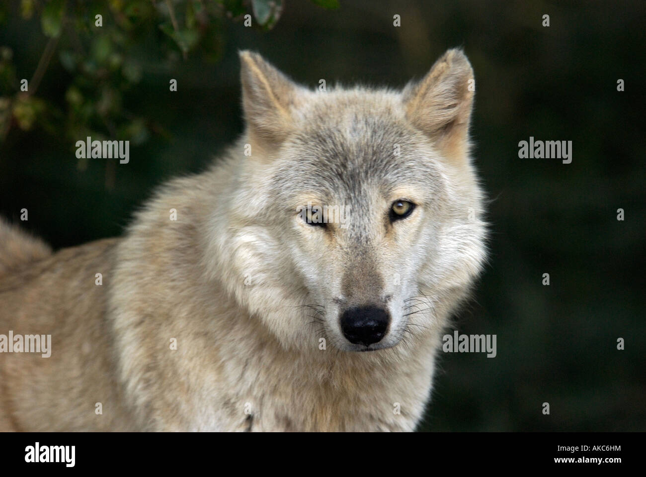 Gray Wolf Portrait in Natural Habitat Stock Photo - Alamy