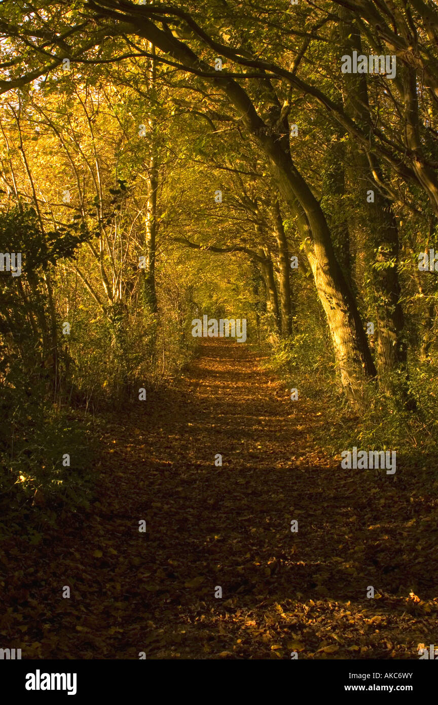 Reydon Woods In The Autumn in Suffolk Uk Stock Photo - Alamy