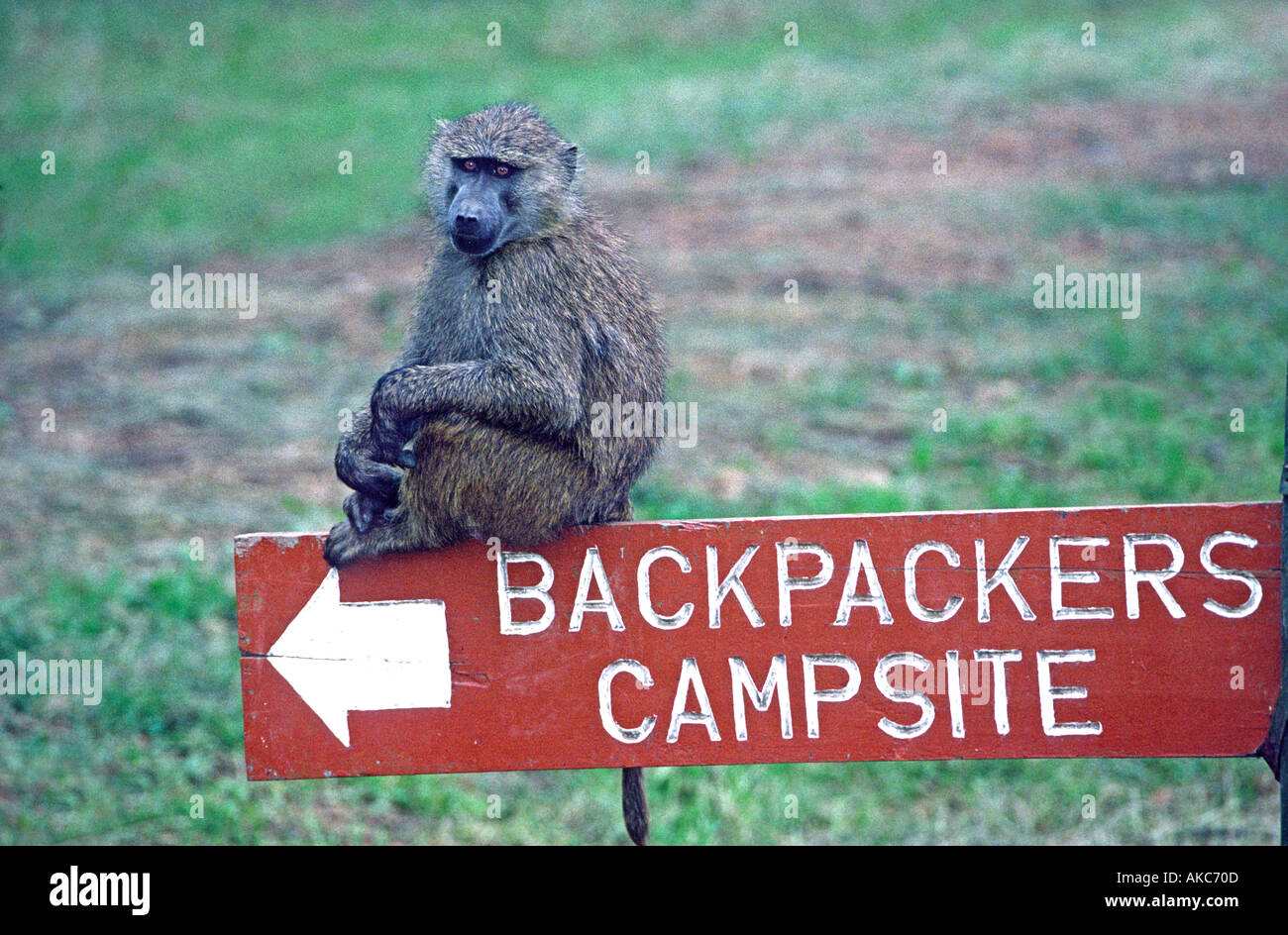 Baboon sign hi-res stock photography and images - Alamy