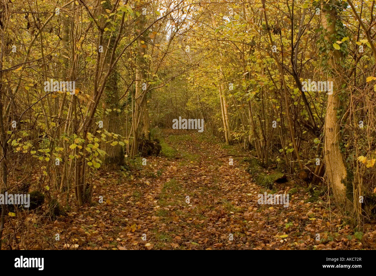 Autumn in suffolk hi-res stock photography and images - Alamy
