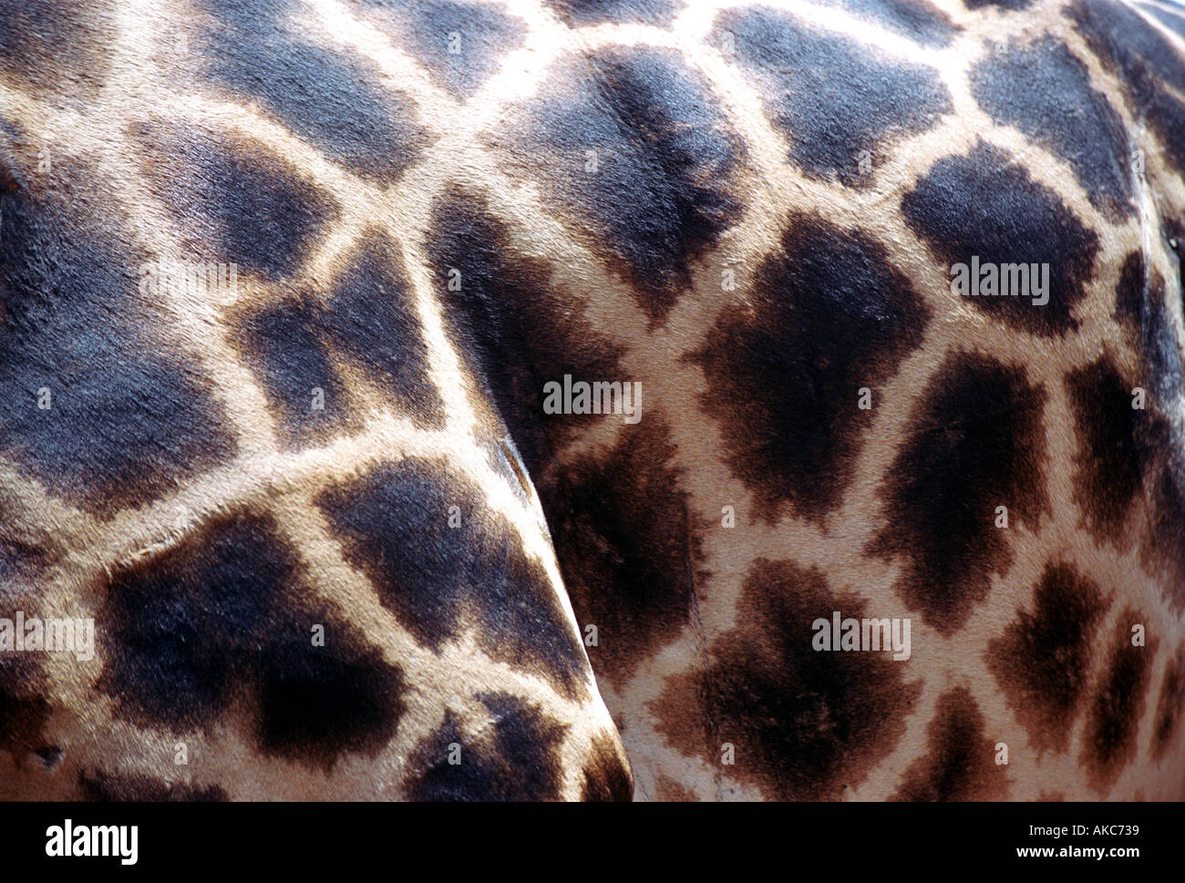 Giraffe hide detail hi-res stock photography and images - Alamy