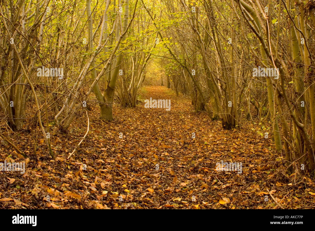 Autumn in suffolk hi-res stock photography and images - Alamy