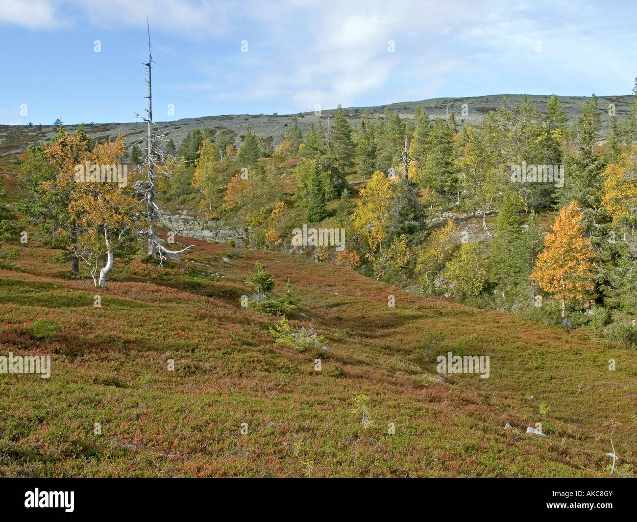 coloured fell landscape with birches in autumn colours in Lapland ...