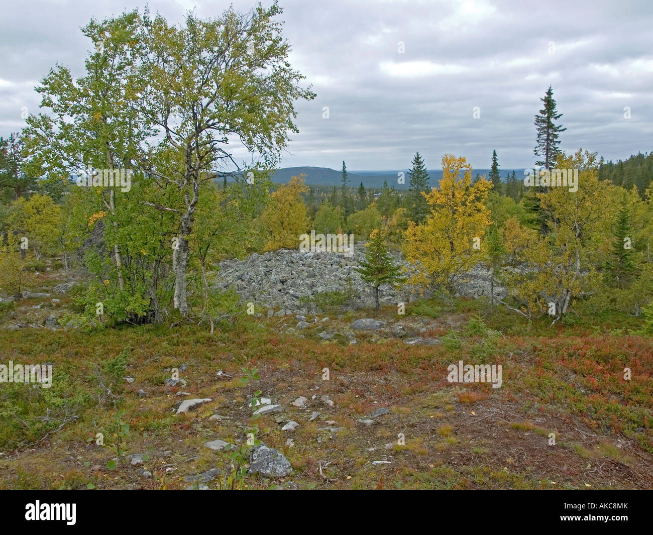 coloured fell landscape with birches in autumn colours in Lapland ...