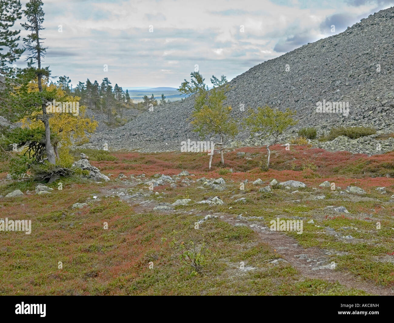 coloured fell landscape with birches in autumn colours in Lapland ...