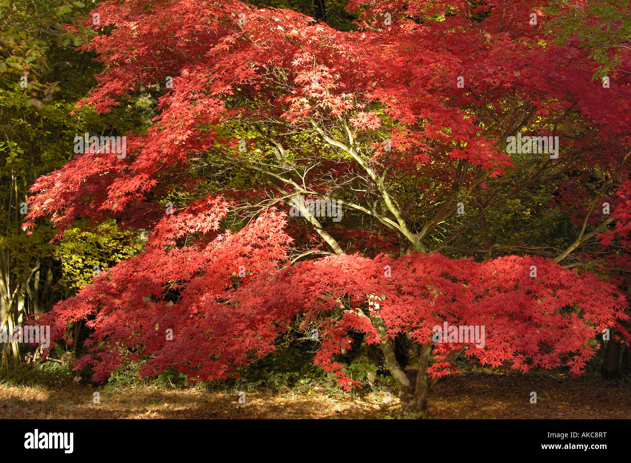 Japanese Maple Acer palmatum ssp matsumarae Stock Photo - Alamy