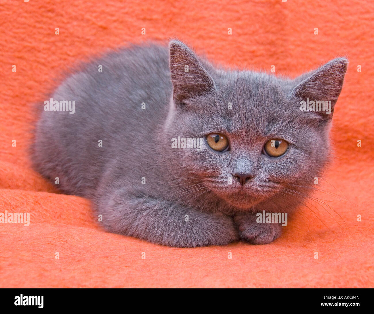British shorthair blue kitten Stock Photo - Alamy