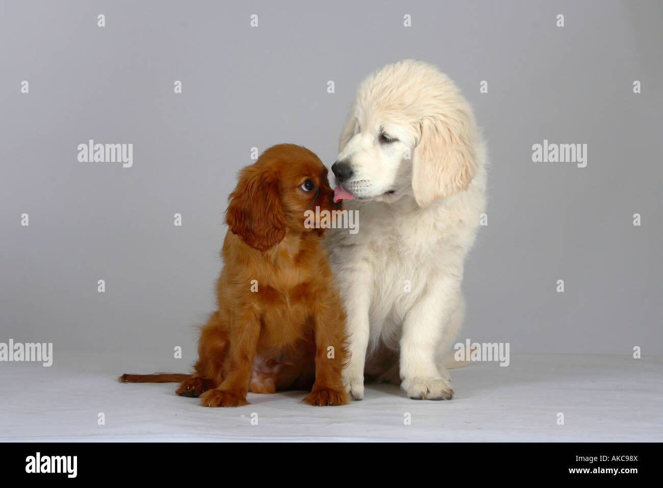 Golden Retriever and Cavalier King Charles Spaniel puppies Stock Photo ...