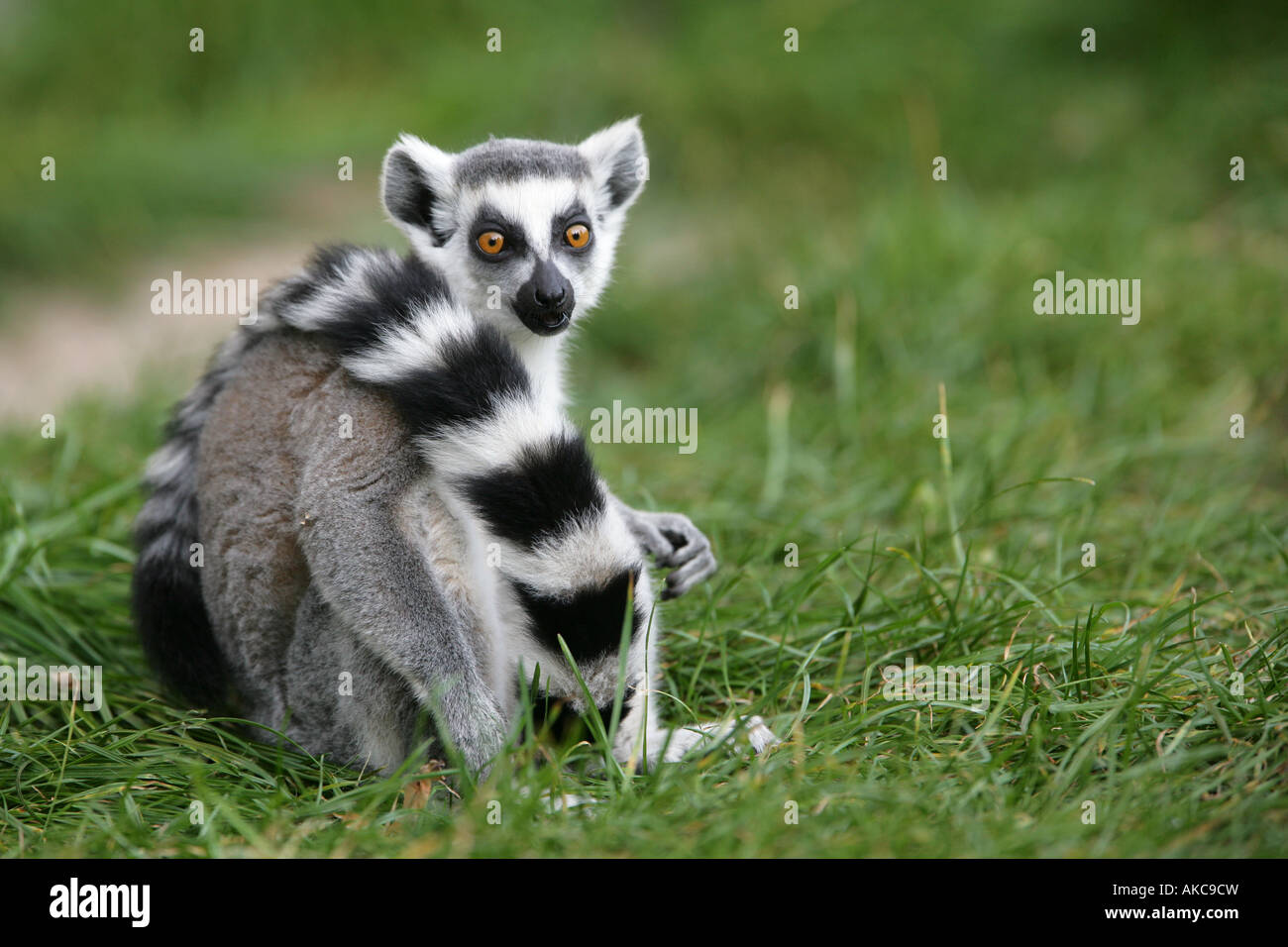 Ring tailed Lemur - Lemur Catta Stock Photo - Alamy