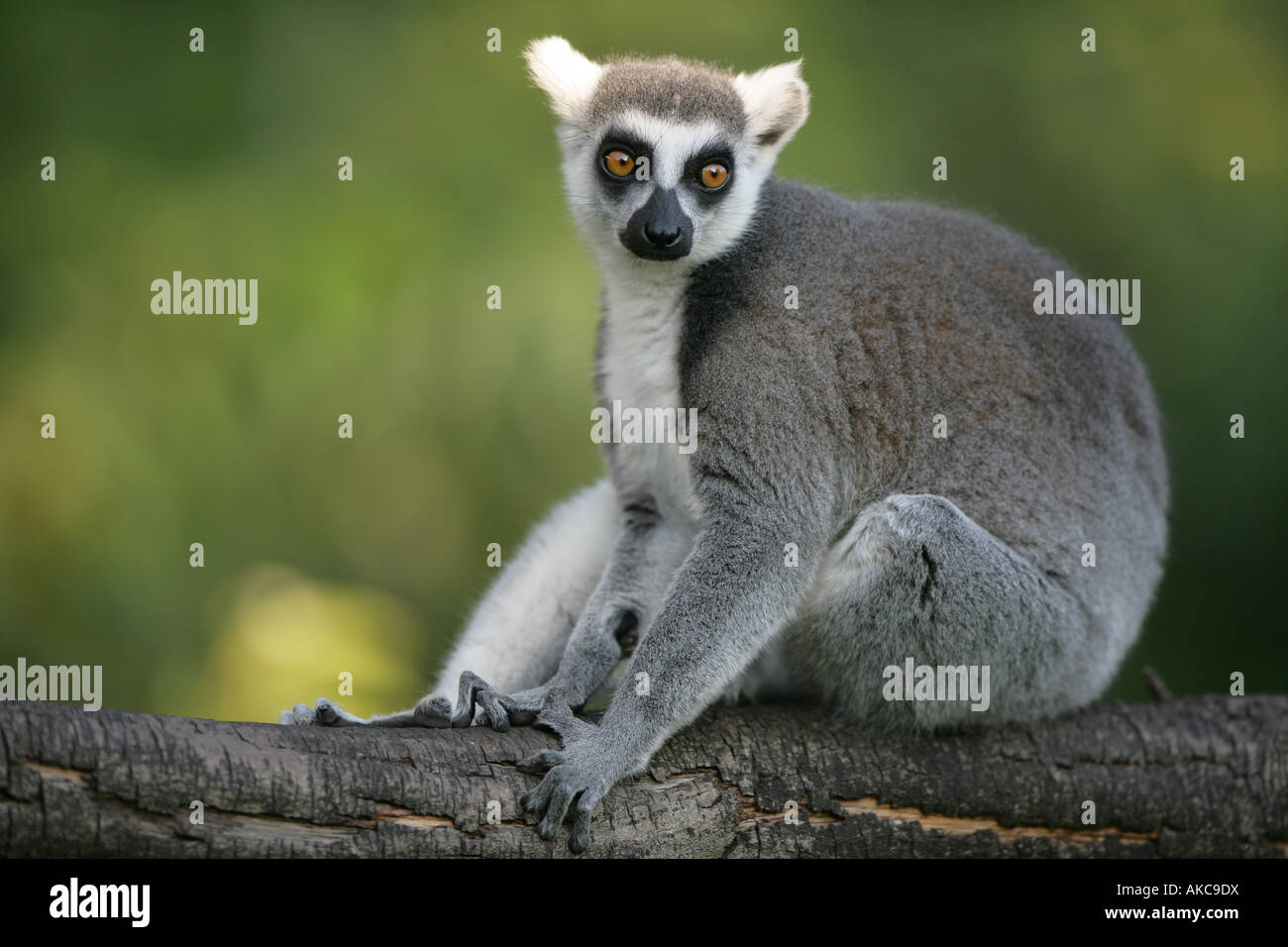 Ring tailed Lemur - Lemur Catta Stock Photo - Alamy