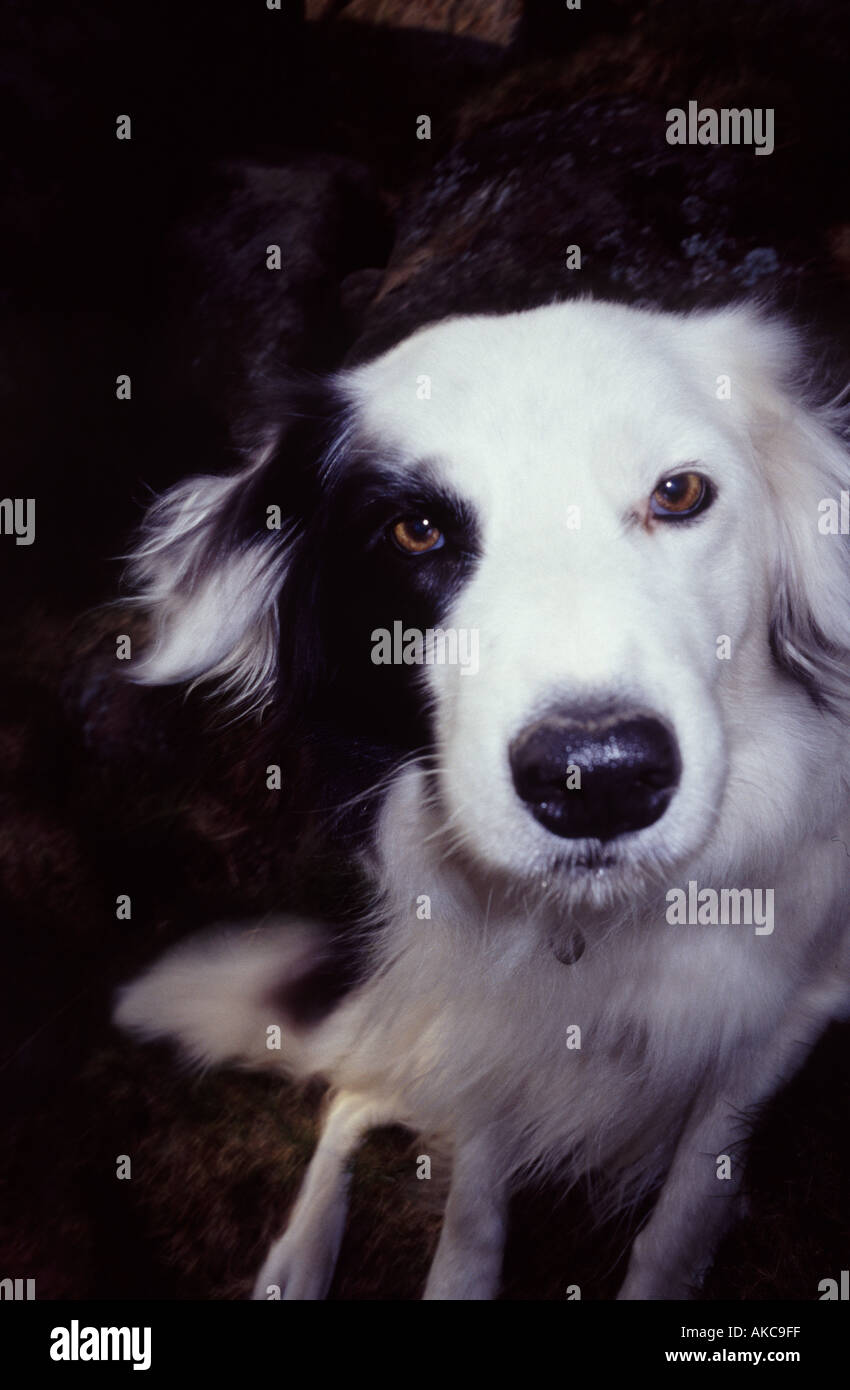 Meg the dog Stock Photo - Alamy