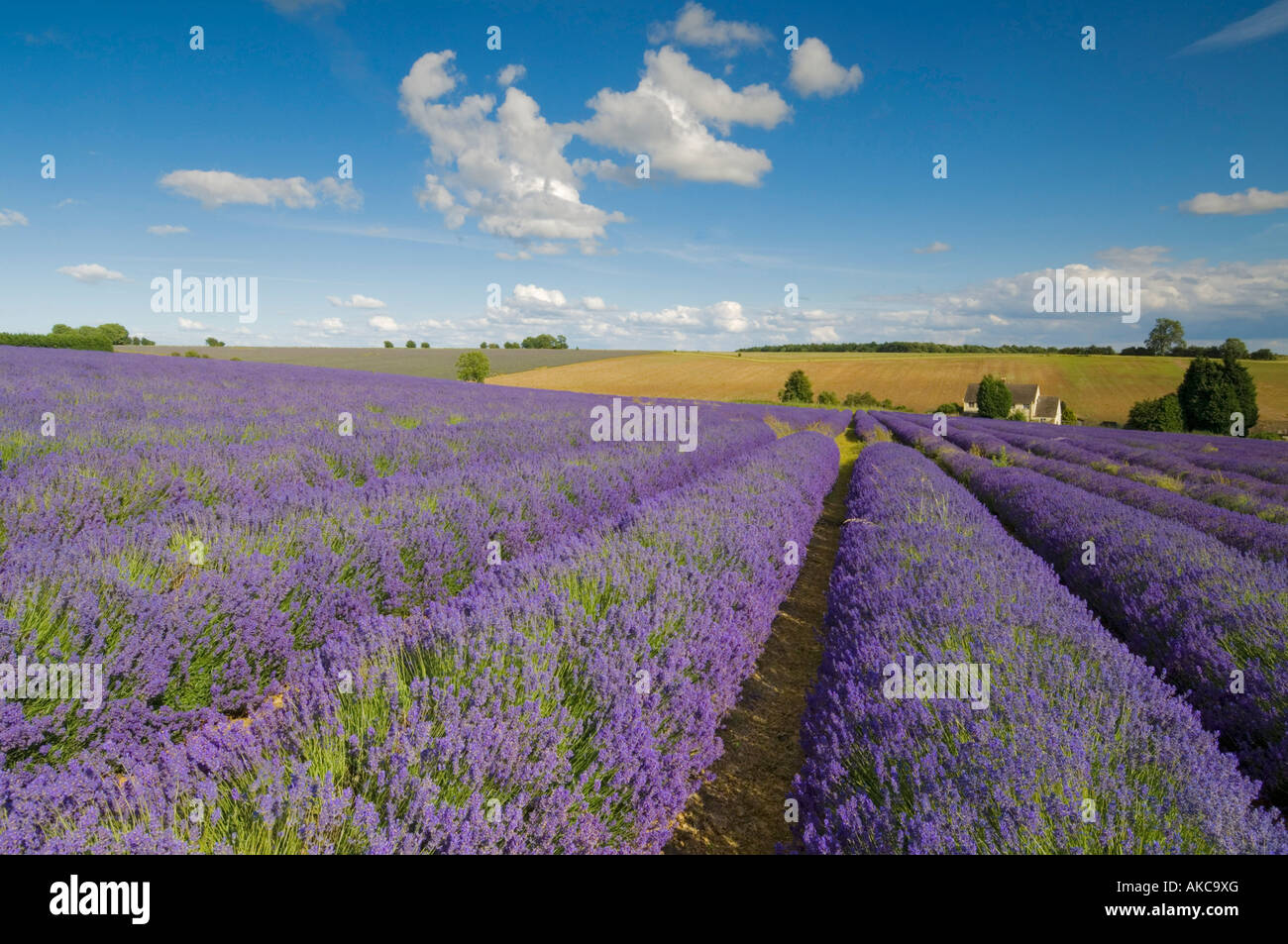 Rows of english lavender plants at snowshill lavender farm cotswolds ...
