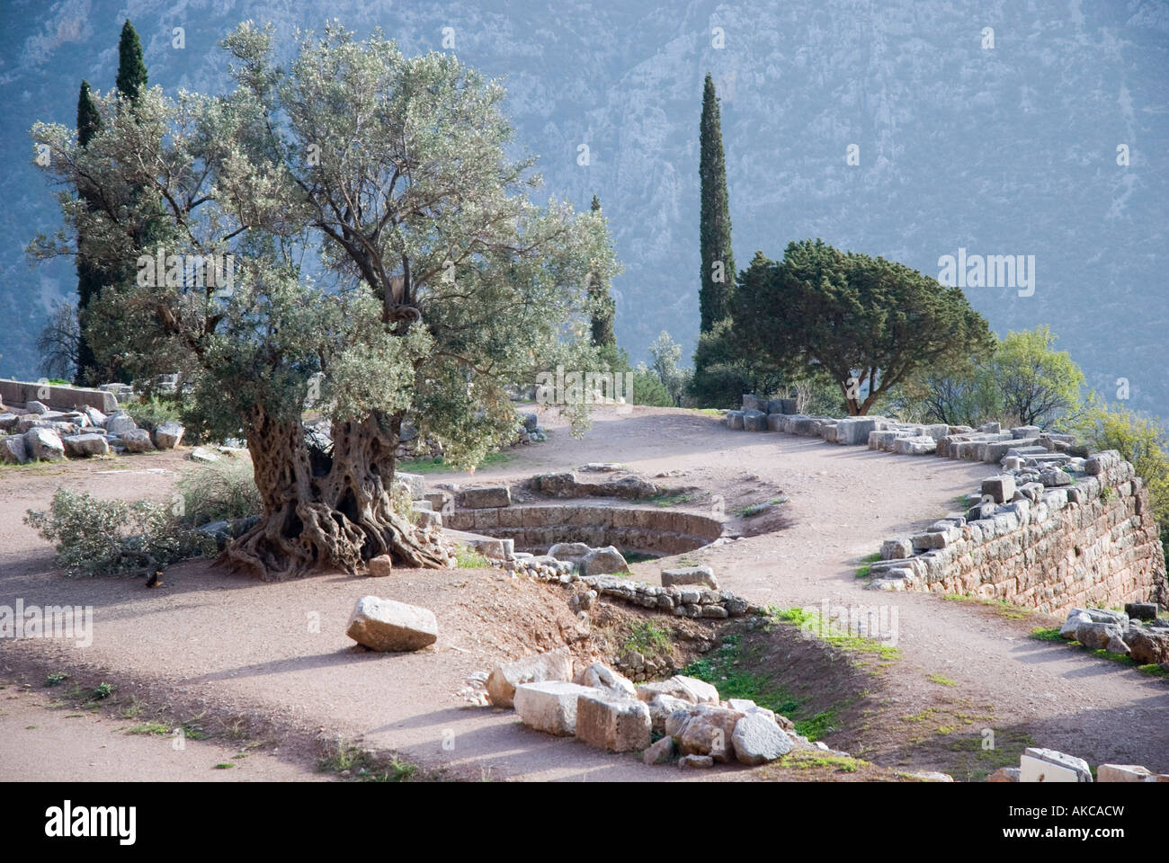 Gymnasium baths and old olive tree at Ancient Delphi Stock Photo - Alamy