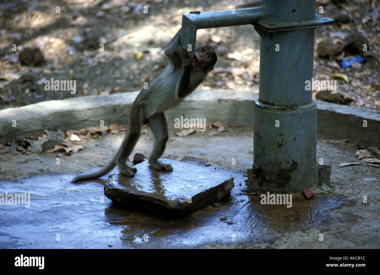 Monkey drinking from a water fountain Elephant Island Mumbai India ...