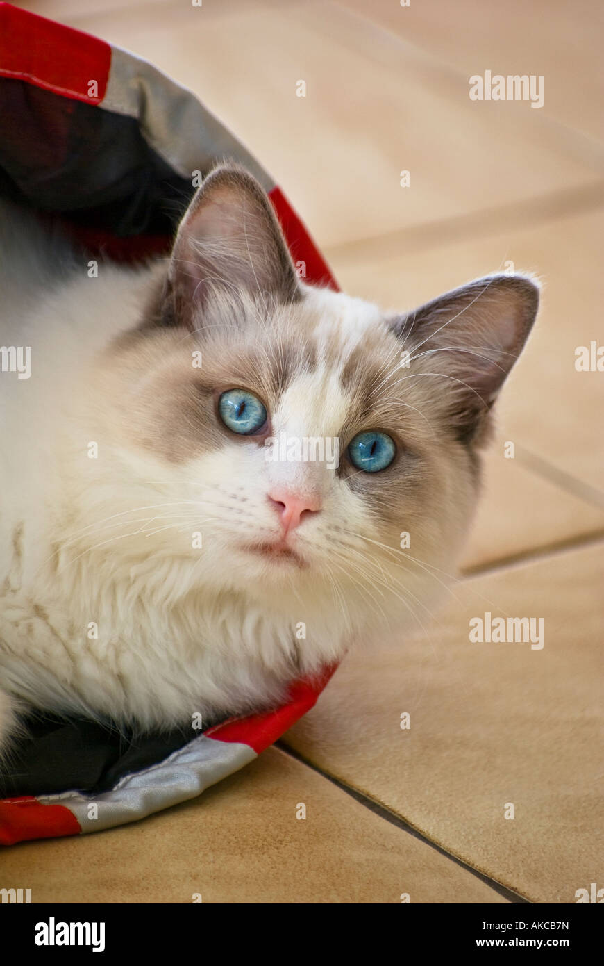 A male blue bicolour Ragdoll cat kitten emerging from play in a toy ...