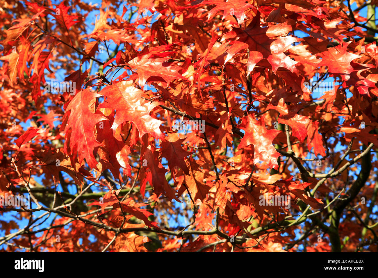 Quercus rubra red oak tree leaves in autumn in England Stock Photo - Alamy