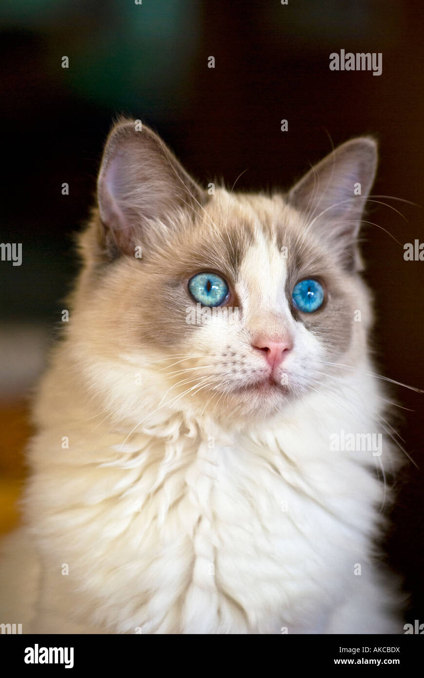 A male blue bicolour Ragdoll cat kitten in Wiltshire England UK EU ...