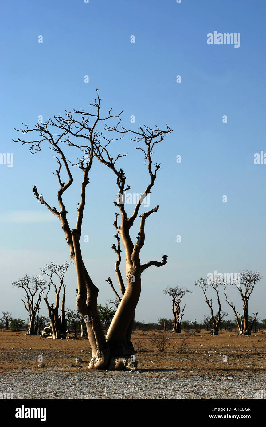 Moringa trees moringa ovalifolia in Sproukieswood or the Haunted Forest ...