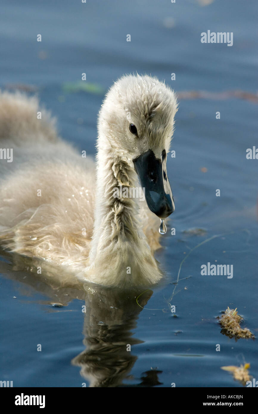 Dreamy cute cygnet Cygnus olor on lake Stock Photo - Alamy