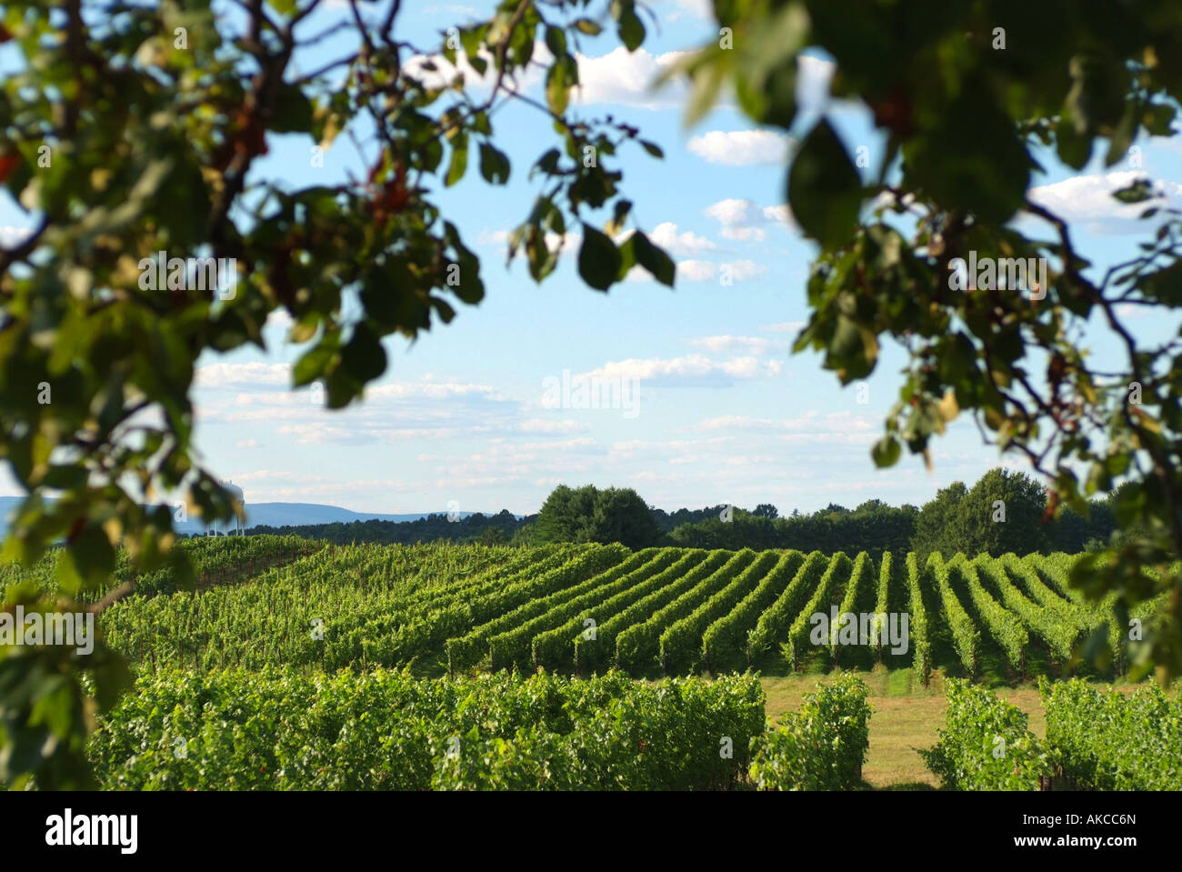 Middleburg virginia boxwood winery hi-res stock photography and images ... Middleburg virginia boxwood winery hi-res stock photography and images ...