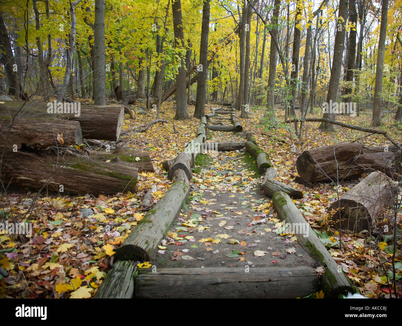 Path in the woods Stock Photo - Alamy
