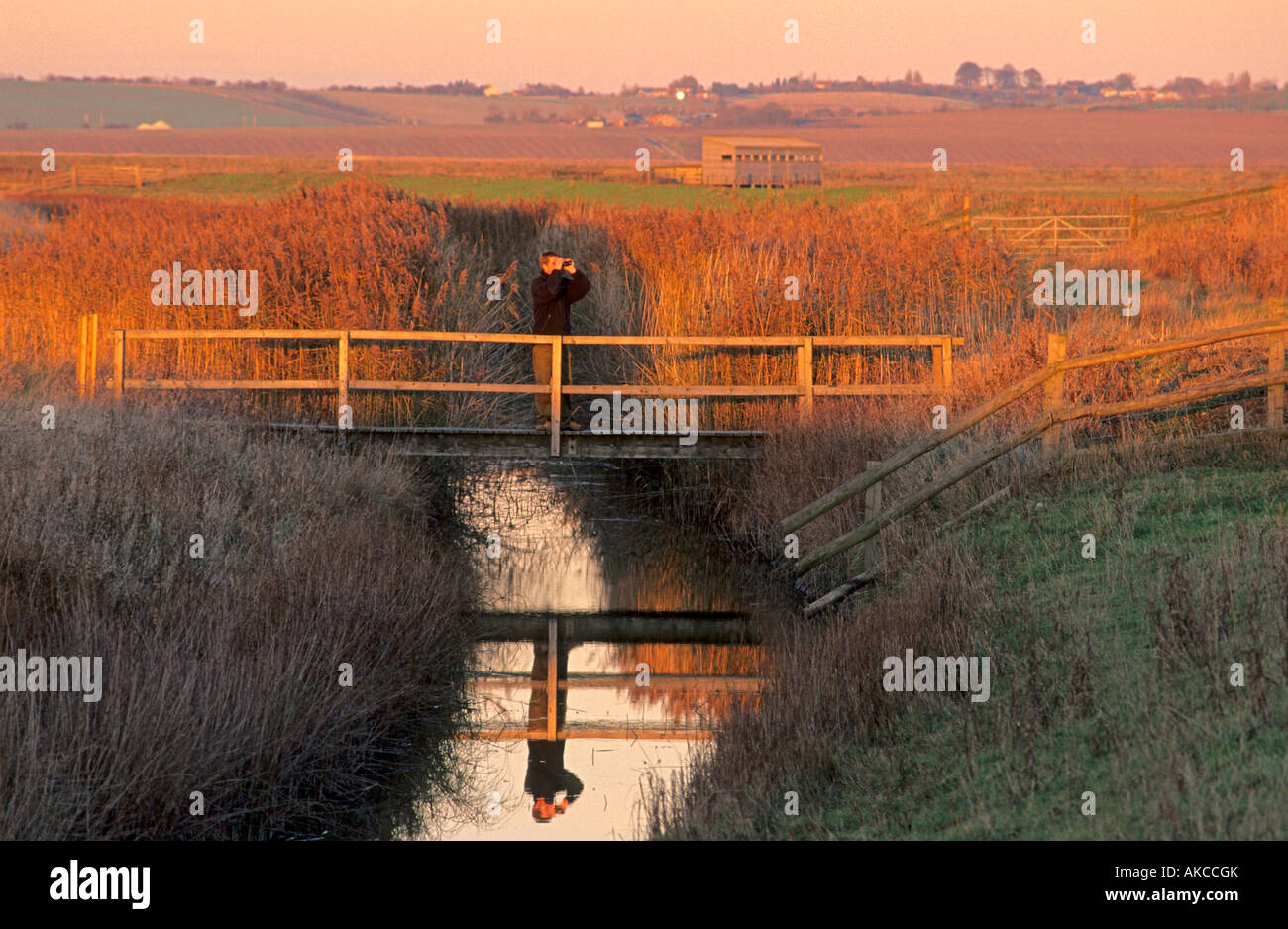 Birdwatcher on bridge Elmley Marshes RSPB nature reserve Kent England ...