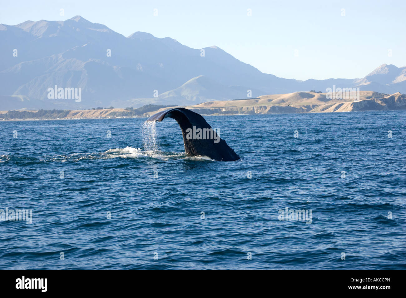 Diving Sperm Whale (Physeter macrocephalus) Kaikoura New Zealand Stock ...