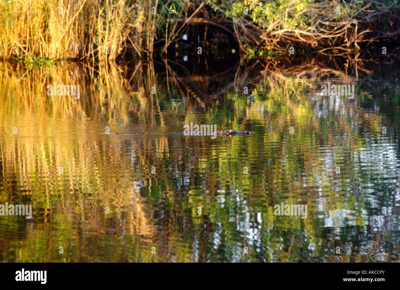 Alligator in Swamps, Florida, North America Stock Photo - Alamy